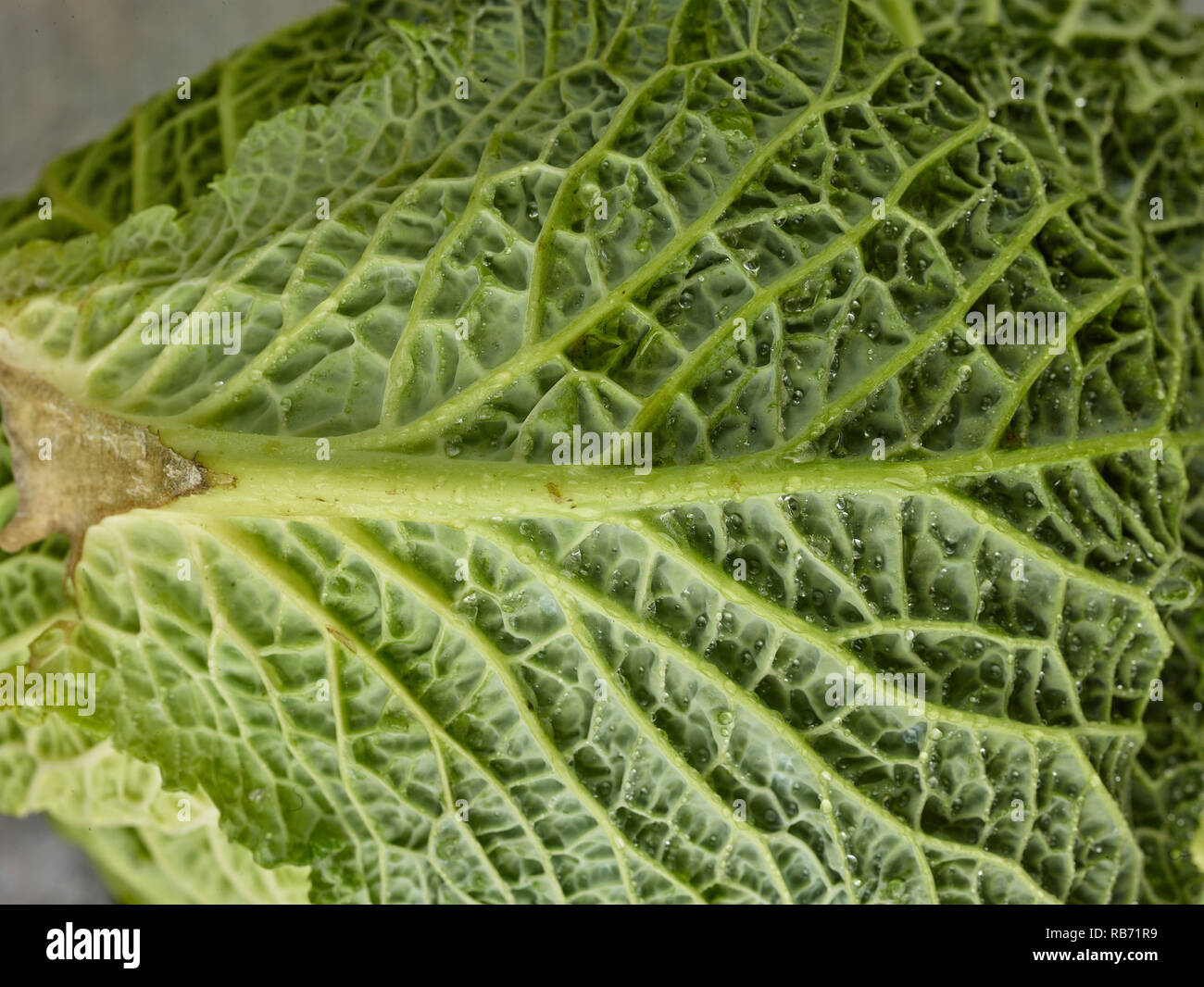 Savoy cabbage close-up vegetable food photograph showing structure and ...