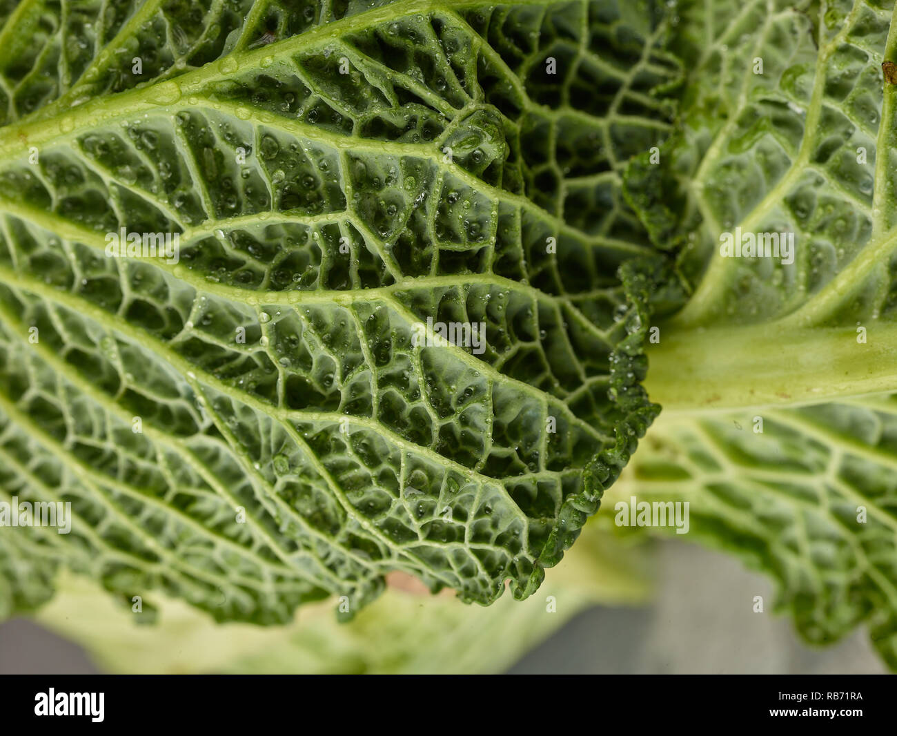 Savoy cabbage close-up vegetable food photograph showing structure and ...