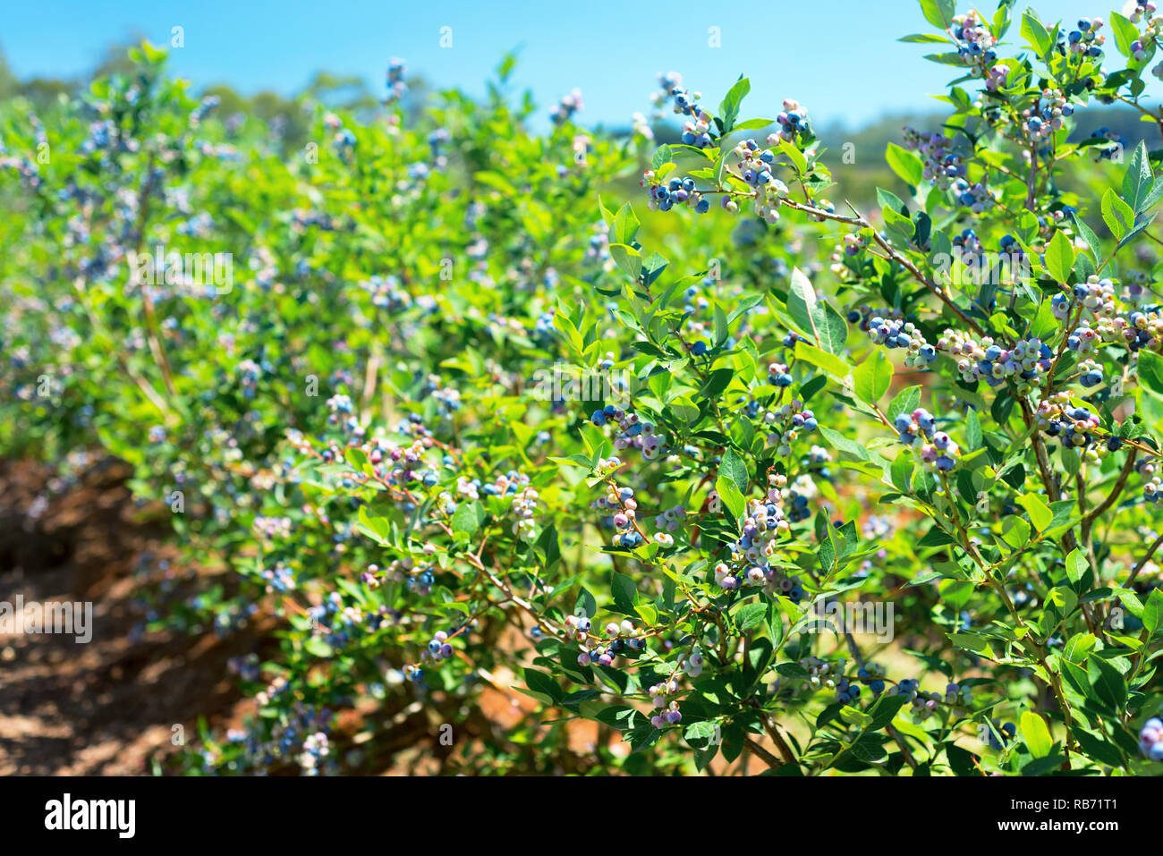 A photo of blueberries planted in the row, taken in summer time Stock ...