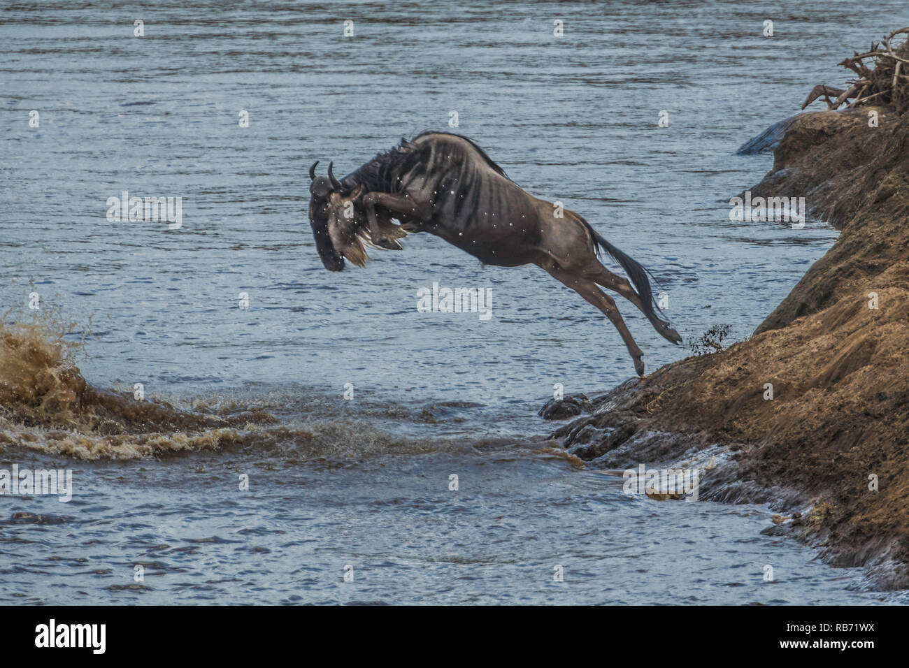 Jumping river africa hi-res stock photography and images - Alamy