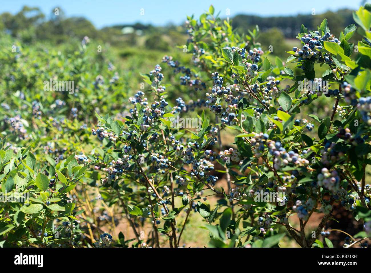 Blueberry bush hi-res stock photography and images - Alamy