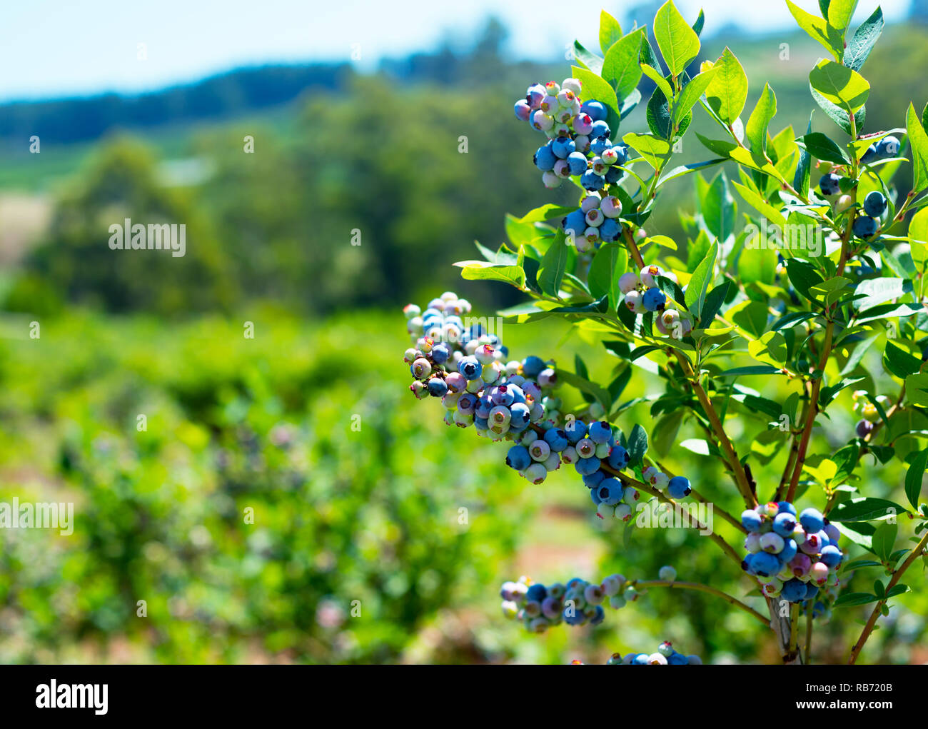 A photo of a blueberry plant closeup with a room for text Stock Photo ...