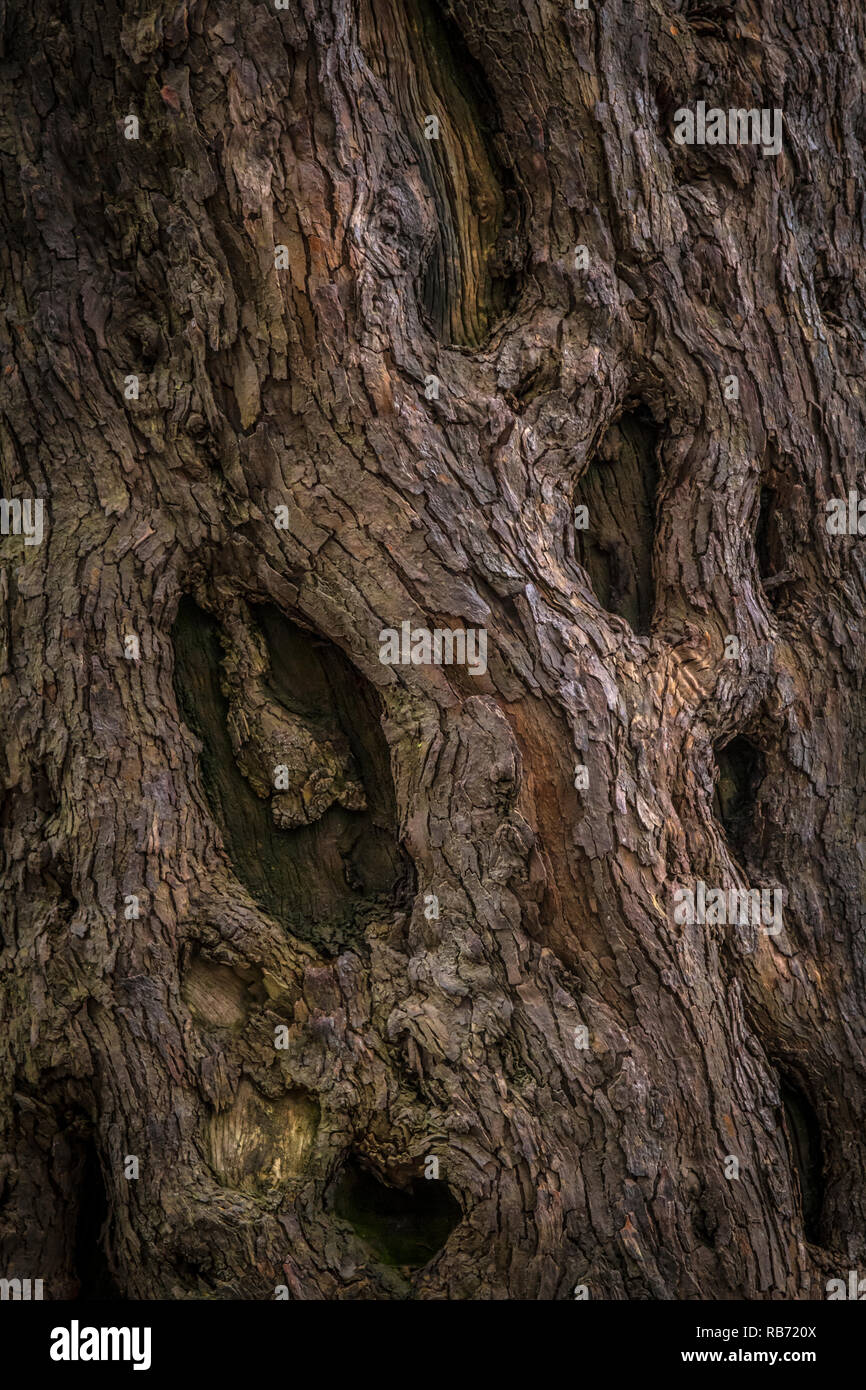 The tree trunk unique texture and shape Stock Photo - Alamy