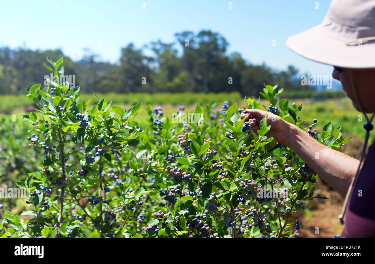 Blueberries picker hi-res stock photography and images - Alamy