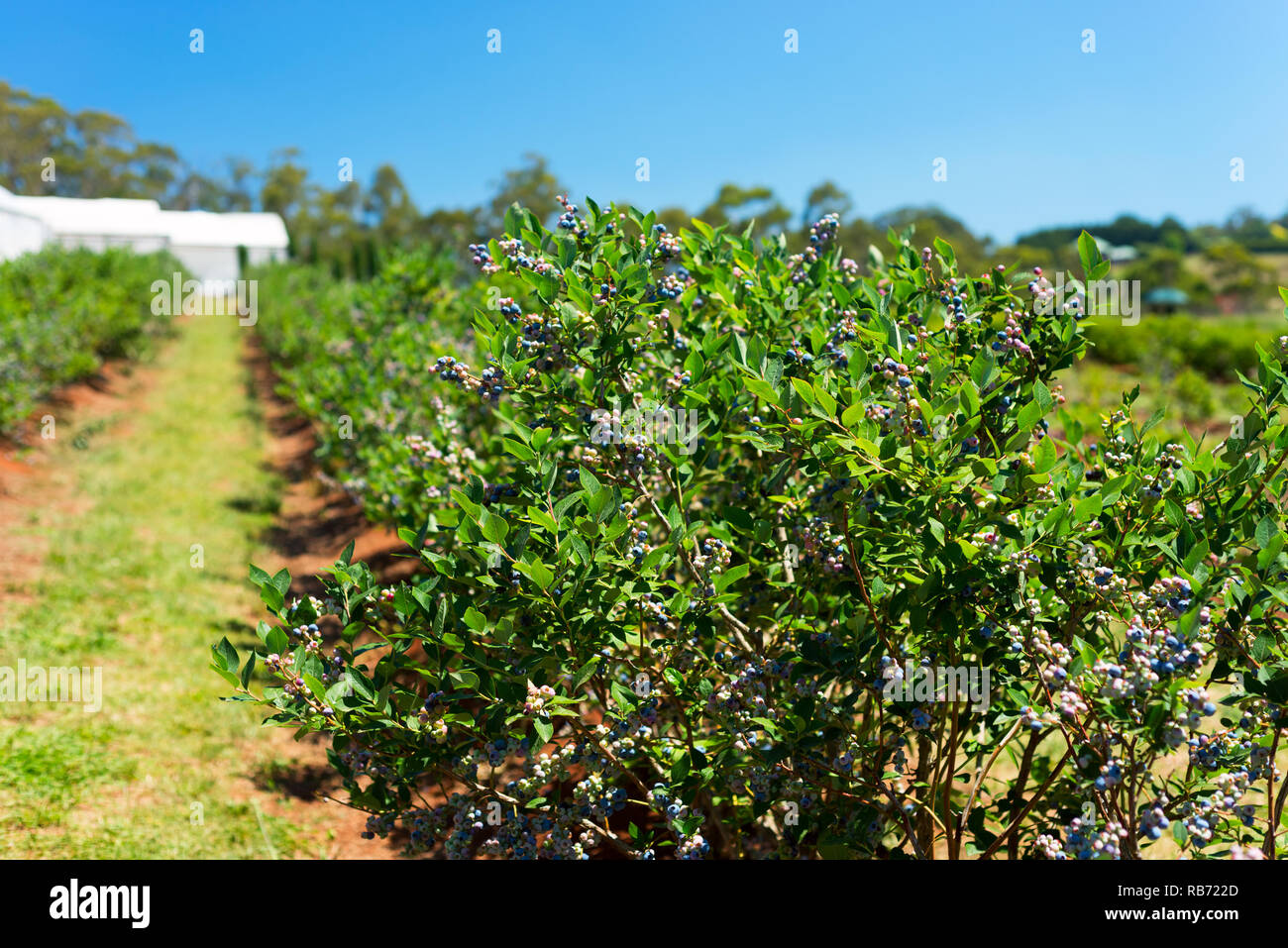 A photo of blueberry plants growing on the farm Stock Photo - Alamy