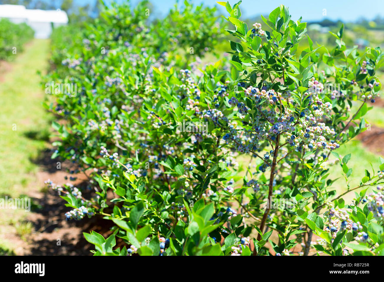 A photo of blueberry row on the farm Stock Photo - Alamy