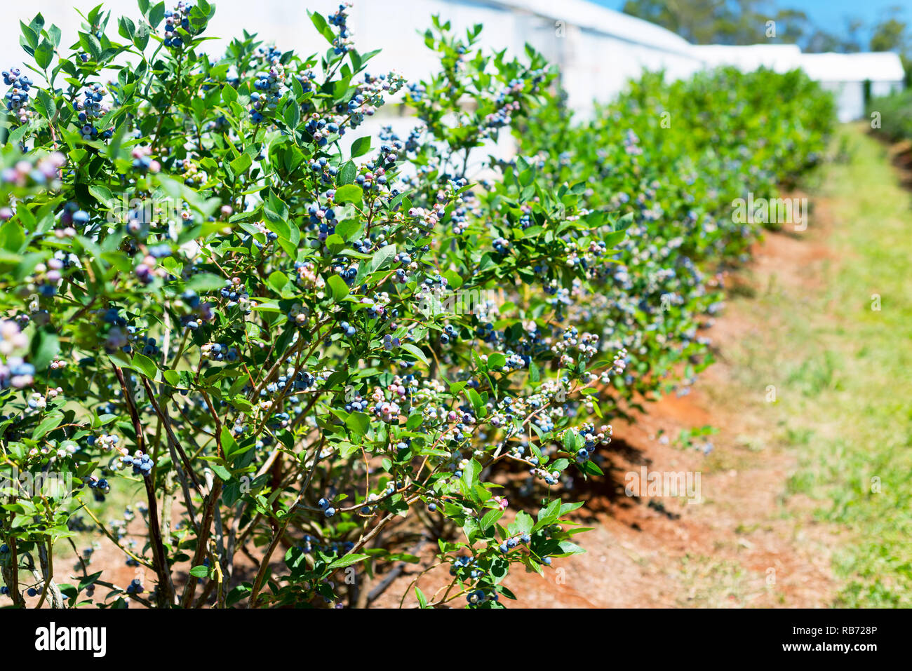 A summer photo of blueberries planted in the row Stock Photo - Alamy