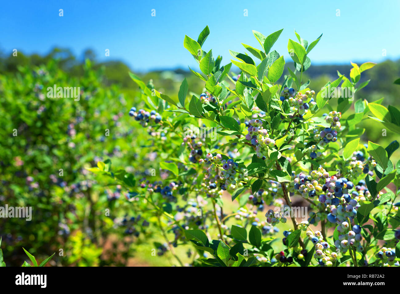 A photo of blueberry plants growing on the farm closeup Stock Photo - Alamy