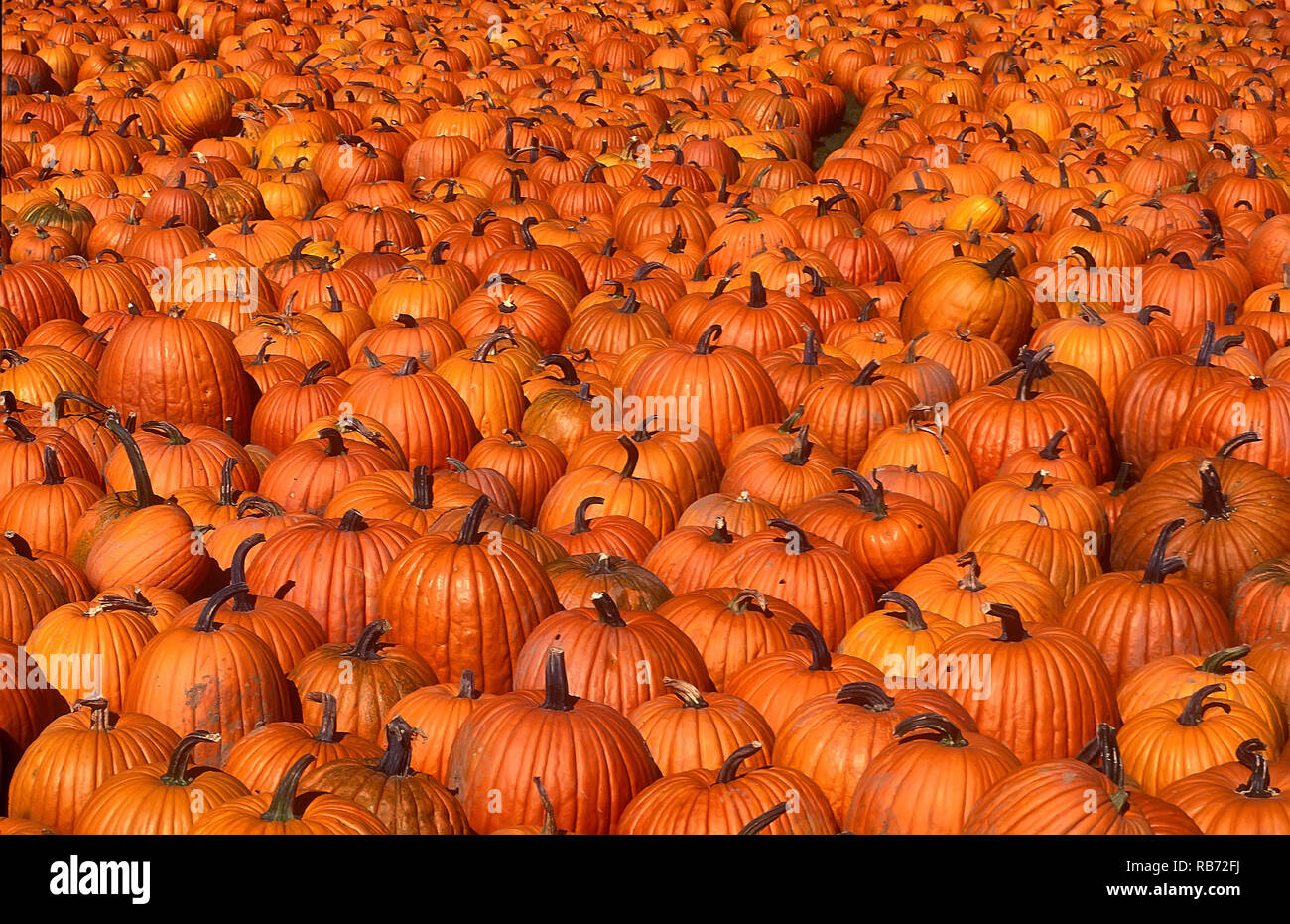 Ecological pumpkins hi-res stock photography and images - Alamy