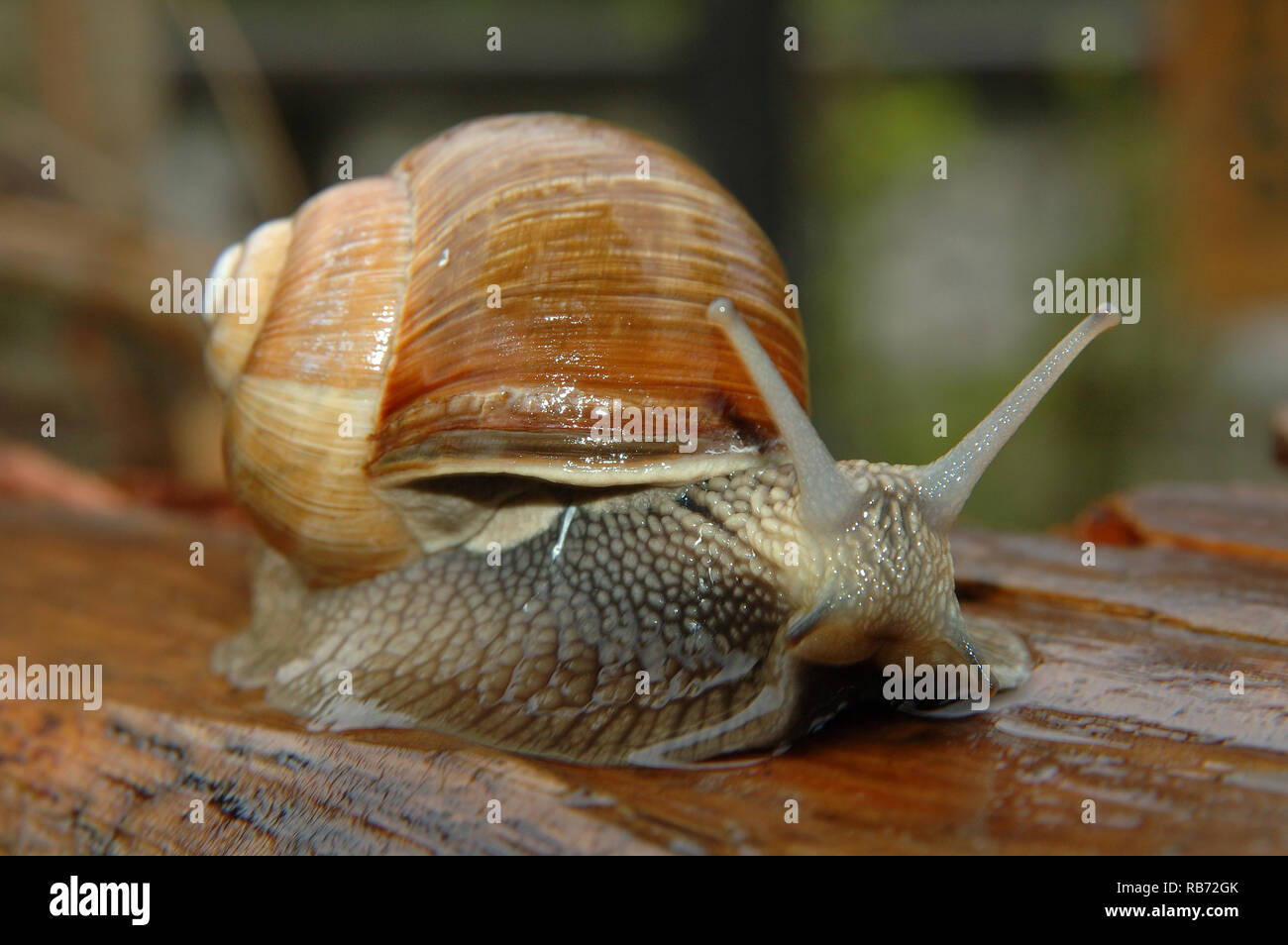 Moving snail up close Stock Photo - Alamy