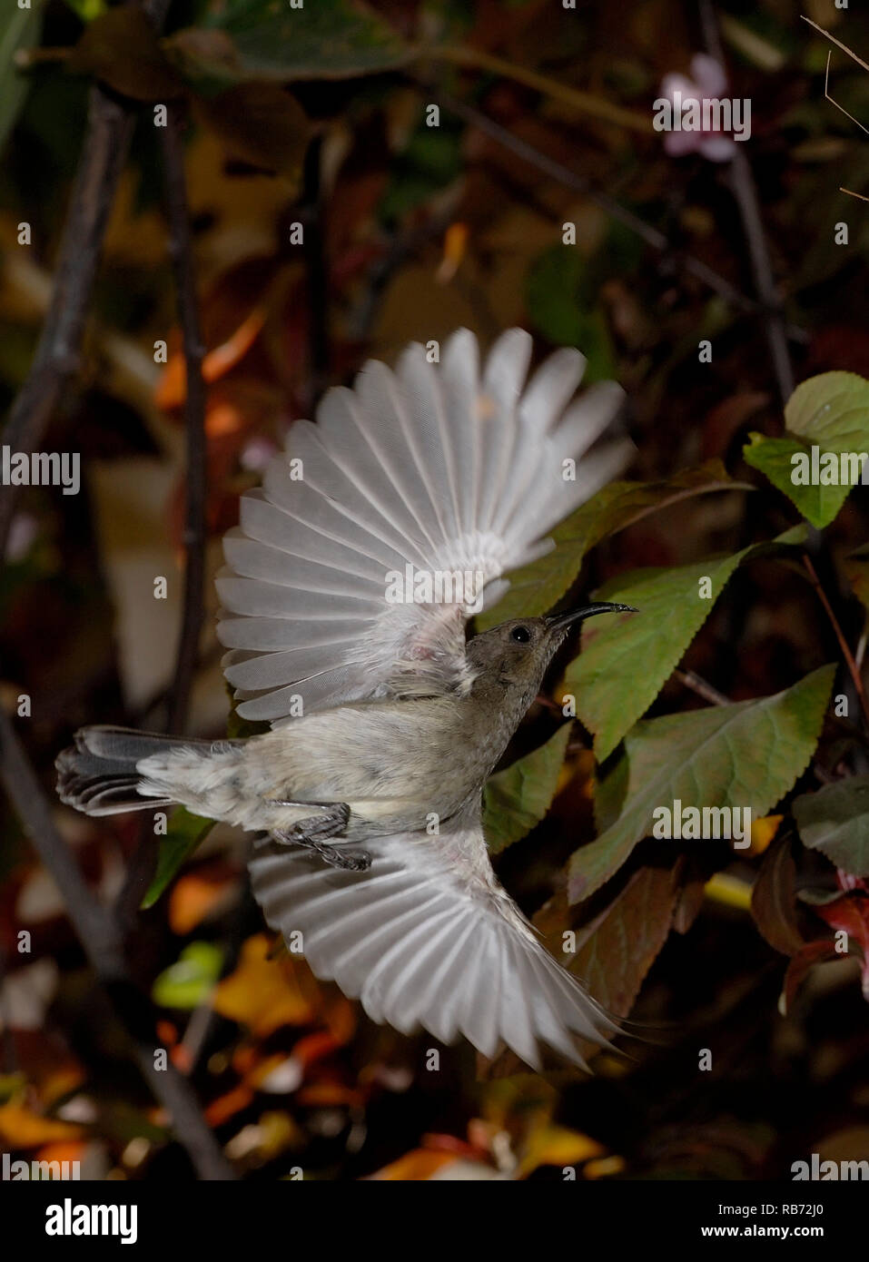Sunbird flight hi-res stock photography and images - Alamy
