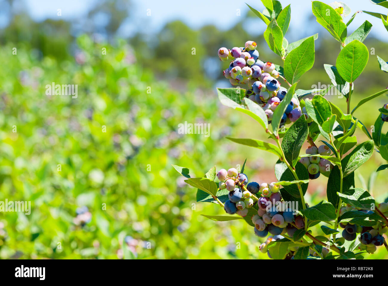 A photo of a blueberry plant closeup with a copy space Stock Photo - Alamy