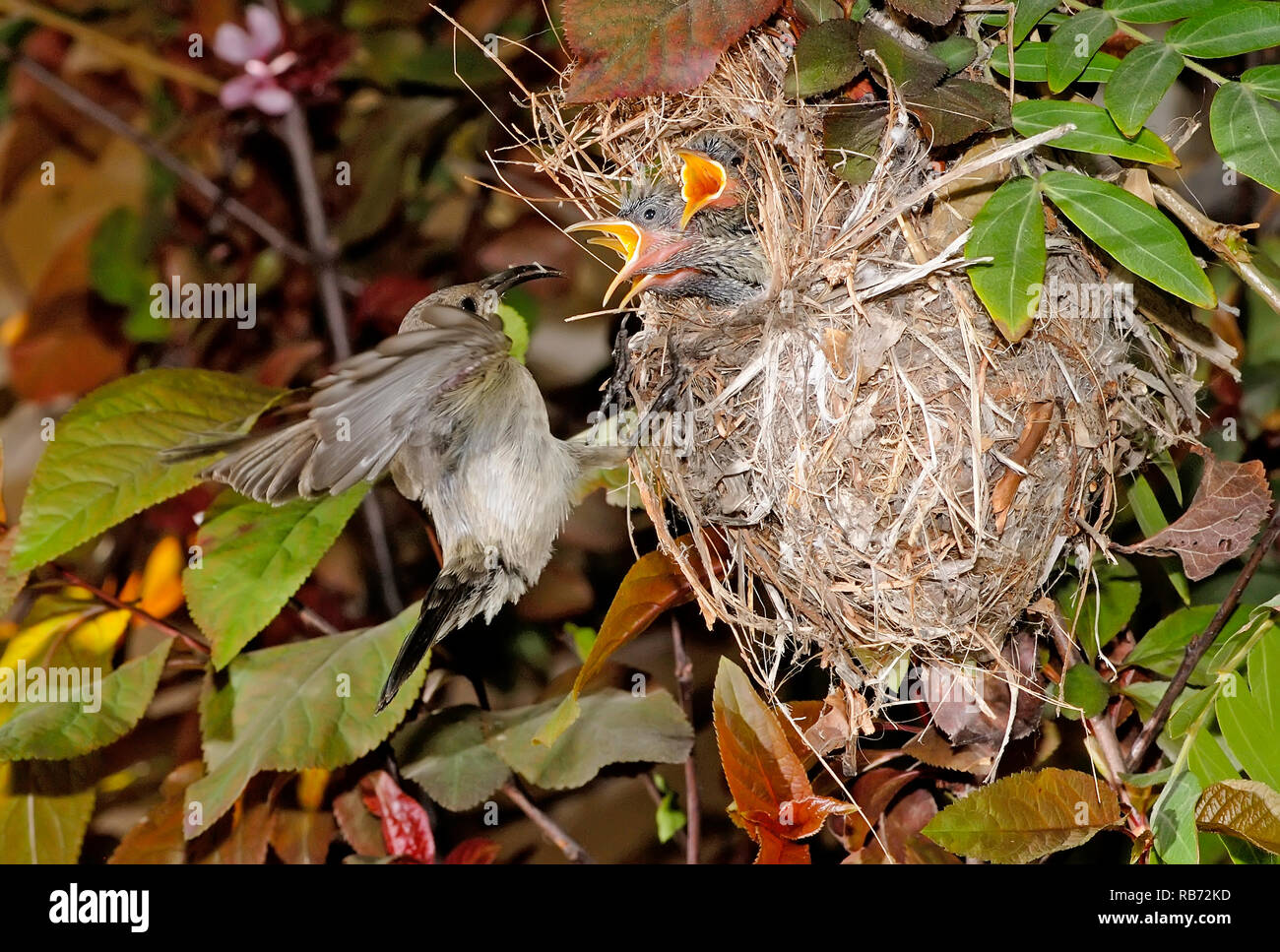 Female sunbird nest hi-res stock photography and images - Alamy