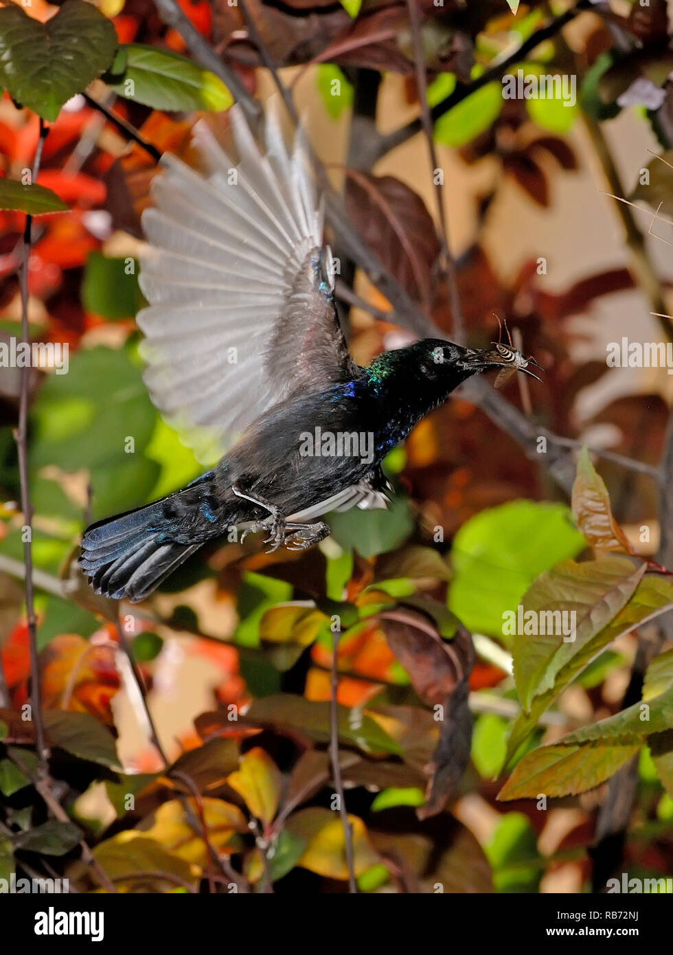 Male sunbird flying Stock Photo - Alamy
