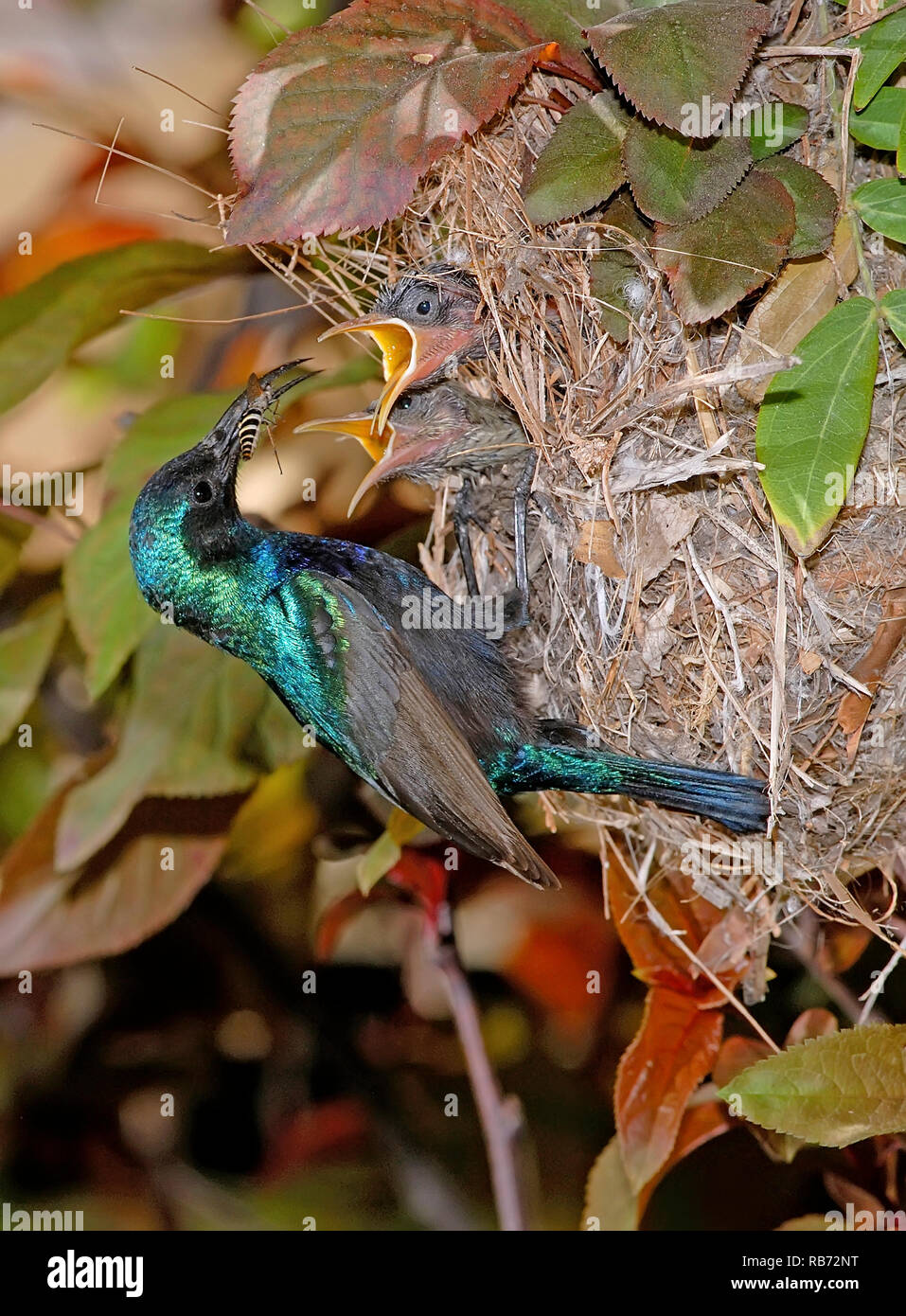 Male sunbird feed its chicks in the nest Stock Photo - Alamy
