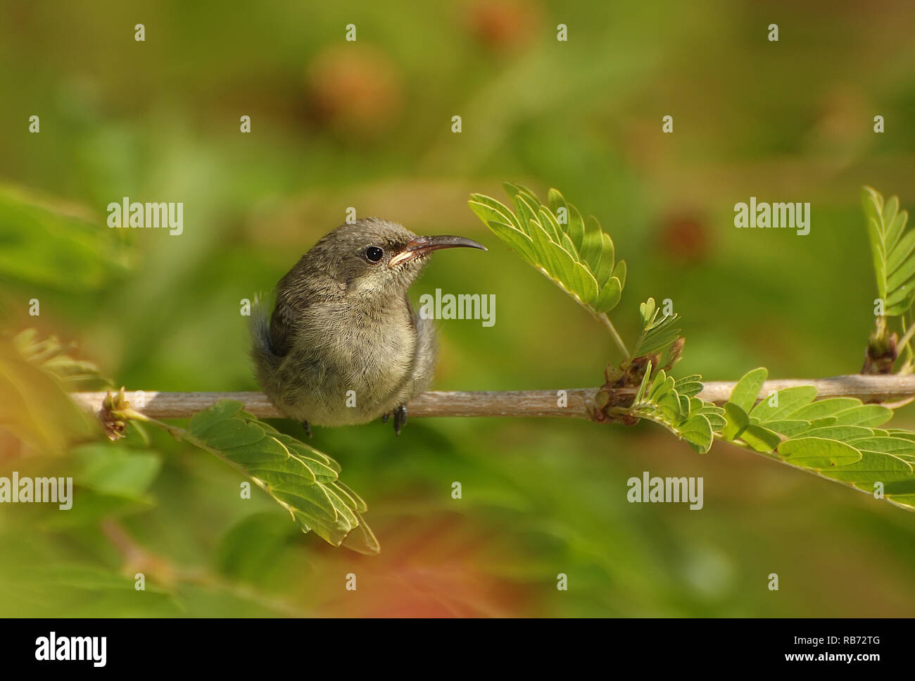 Sunbird flight hi-res stock photography and images - Alamy