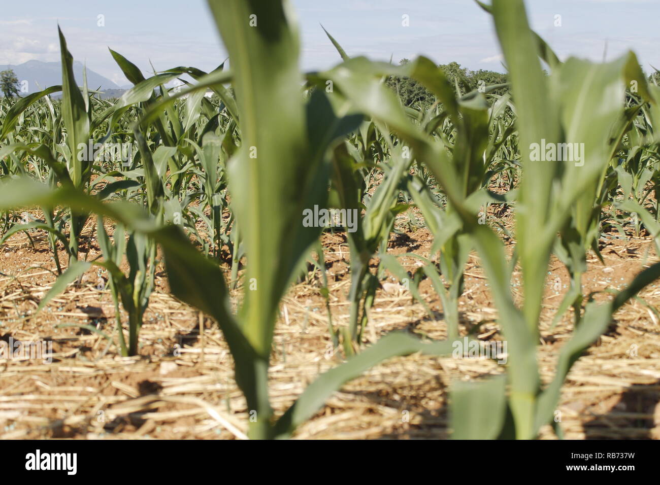 plants growing in a field Stock Photo - Alamy