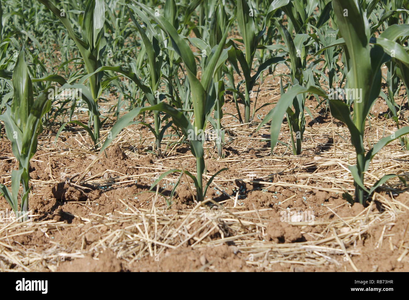 plants growing in a field Stock Photo - Alamy