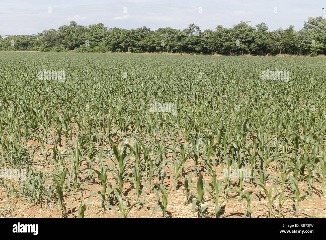 plants growing in a field Stock Photo - Alamy