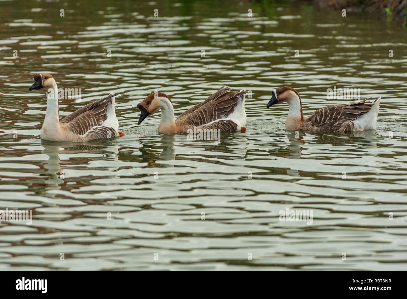 Goose swimming in a garden lake Stock Photo - Alamy