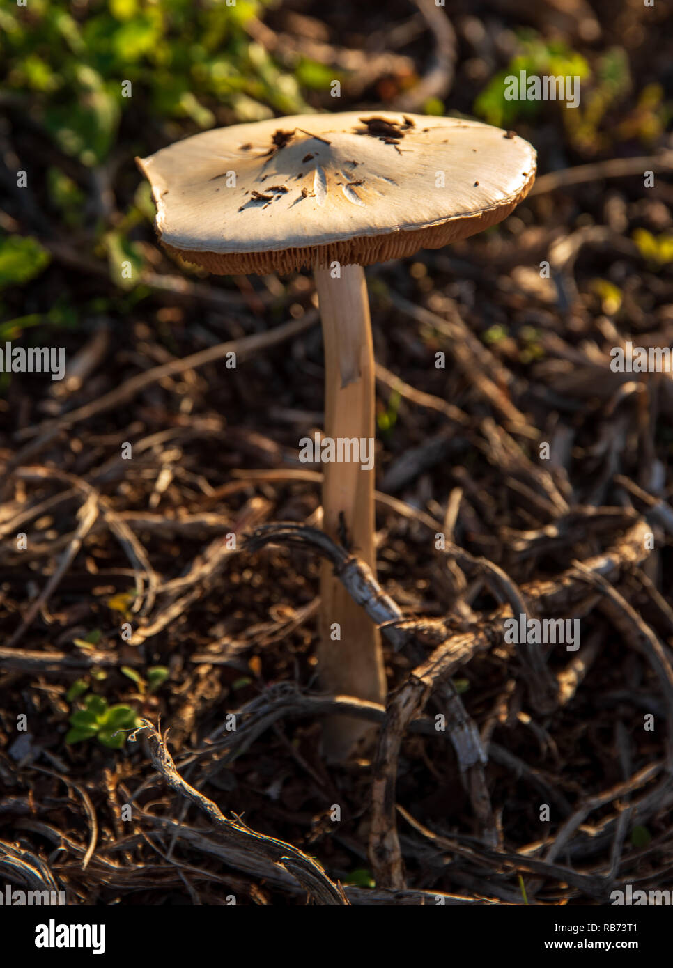 wild mushroom growing in a field Stock Photo - Alamy
