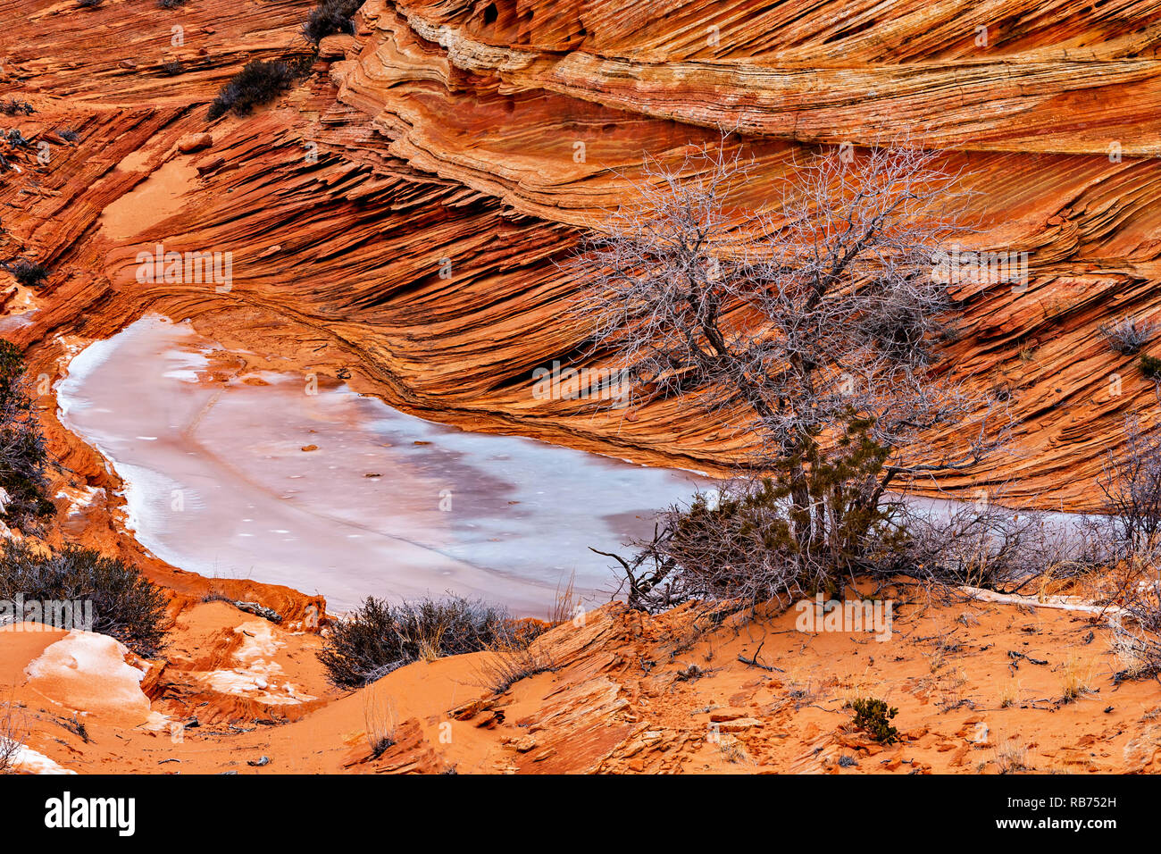 Tenacious tree hi-res stock photography and images - Alamy