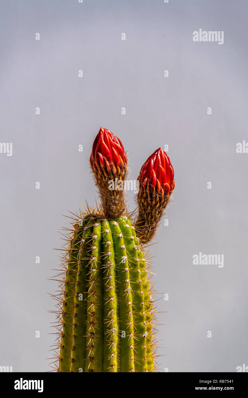 Argentine giant cactus hi-res stock photography and images - Alamy