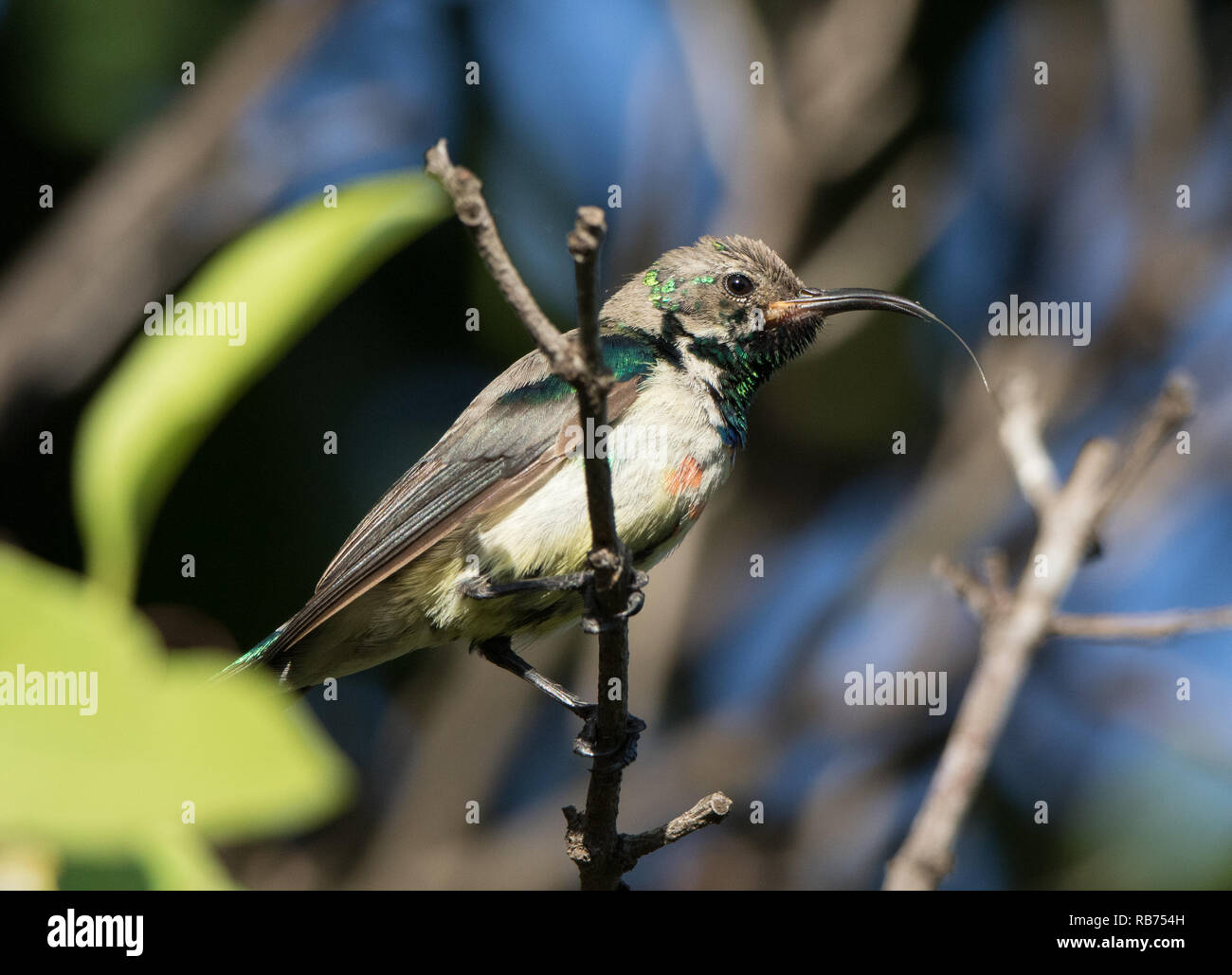 Variable Sunbird (Cinnyris venustus falkensteini Stock Photo - Alamy