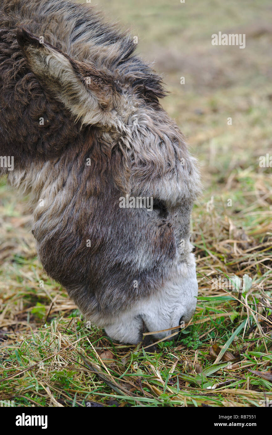 Donkeys head hi-res stock photography and images - Alamy
