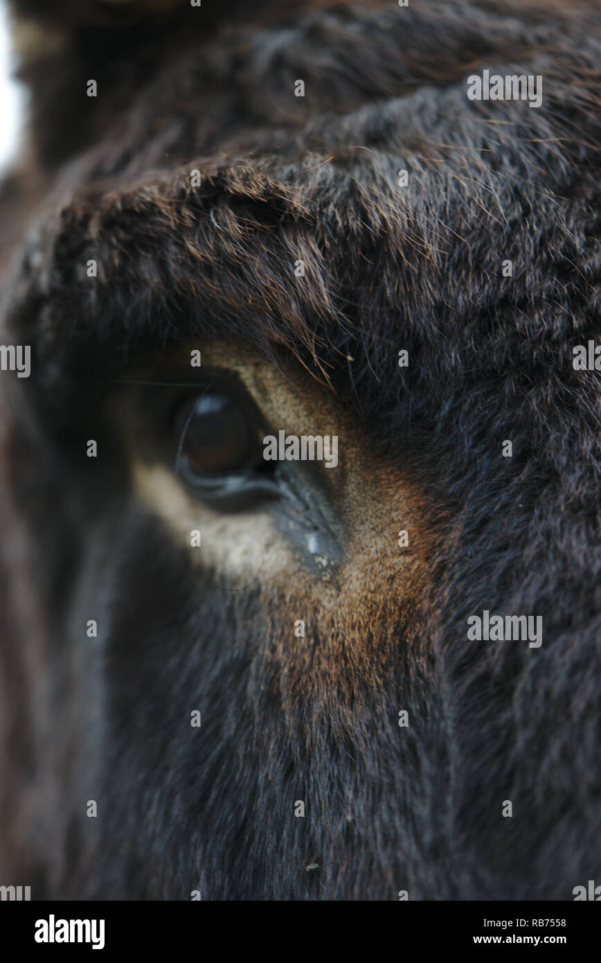 Close up donkeys eye hi-res stock photography and images - Alamy