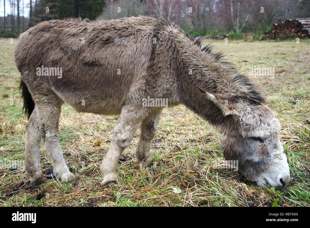 Donkey size hi-res stock photography and images - Alamy