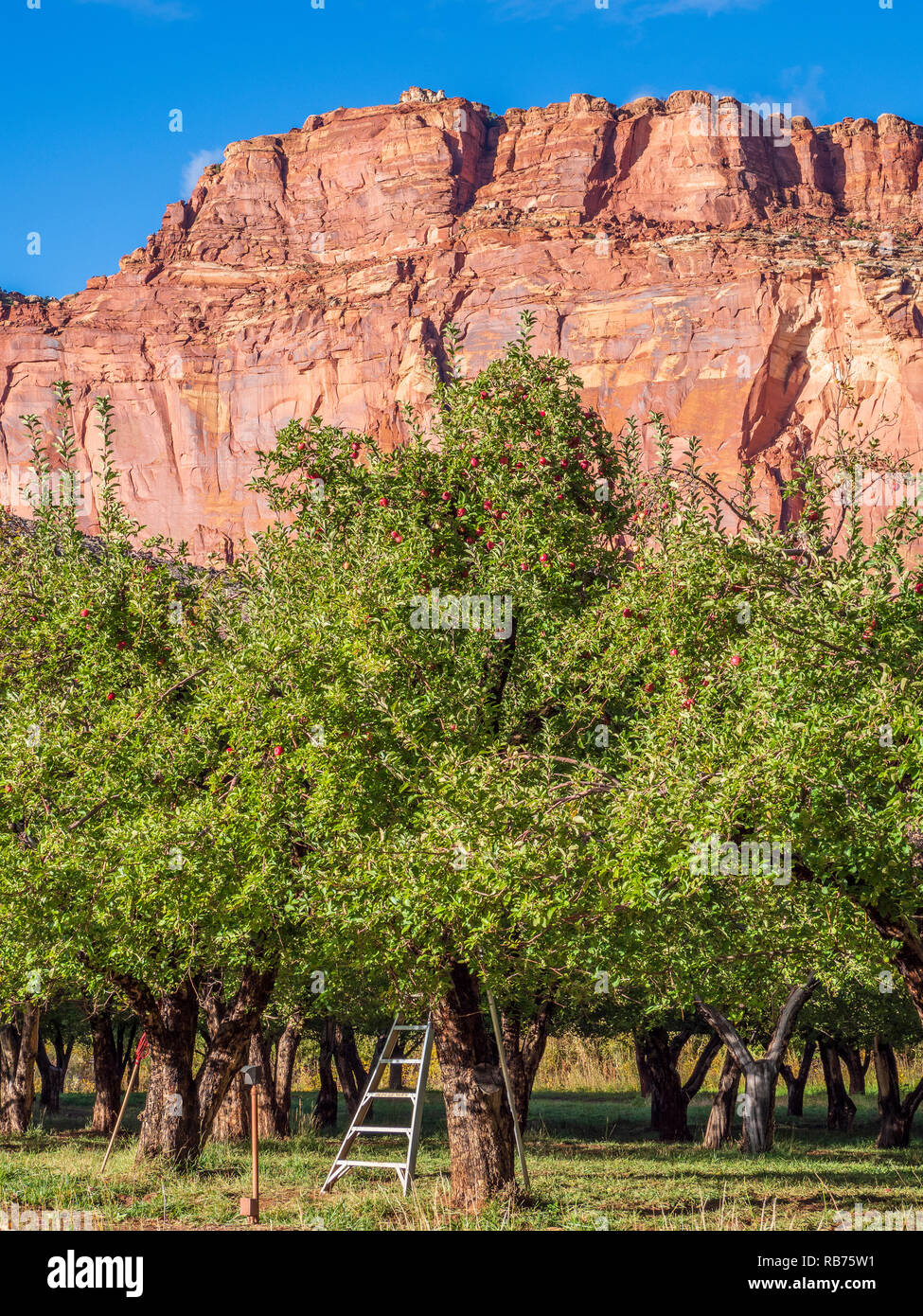 Apples ready to be picked, Chesnut Orchard behind the Fruita Campground ...