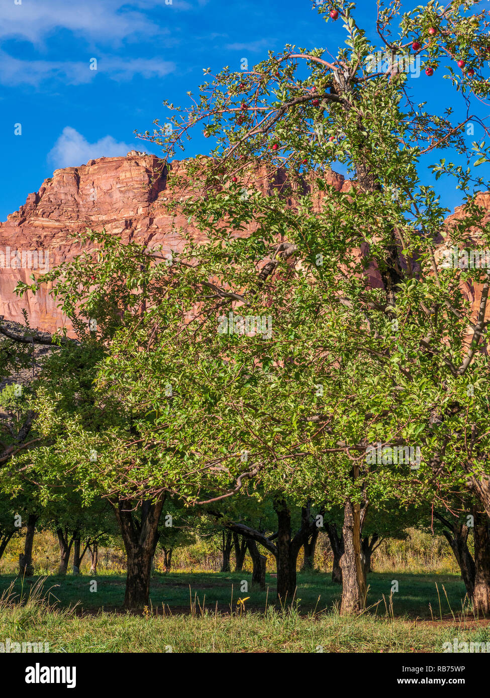 Apples ready to be picked, Chesnut Orchard behind the Fruita Campground ...