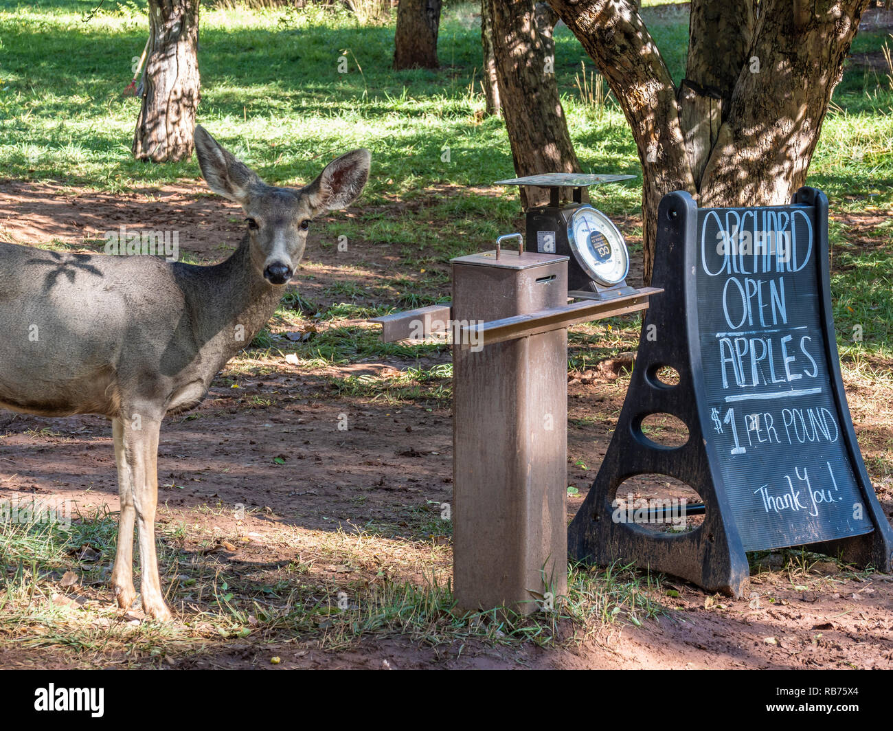 Mule deer in orchard hi-res stock photography and images - Alamy