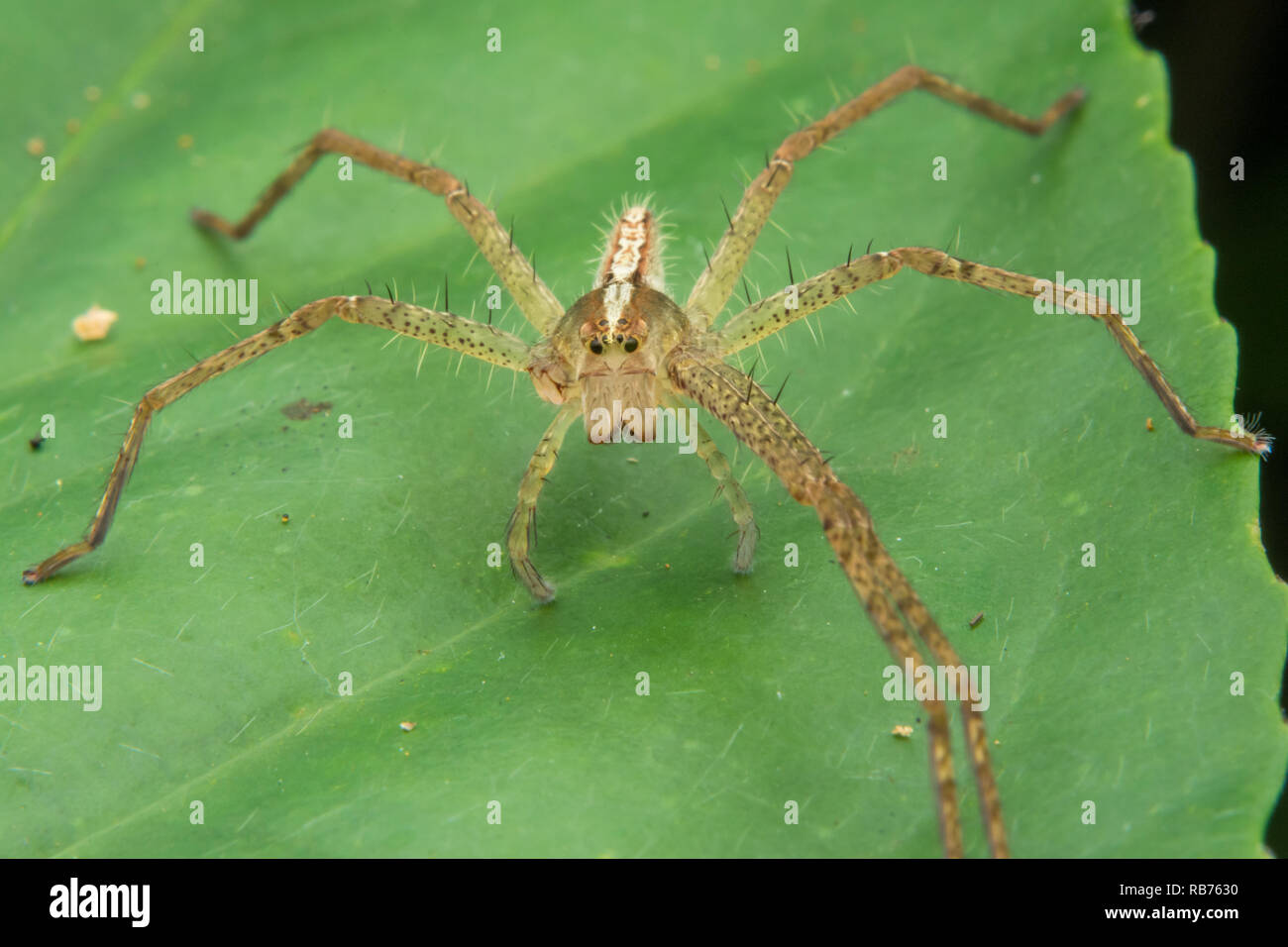 Lynx spider － Oxyopidae close-up on green leaf Stock Photo - Alamy