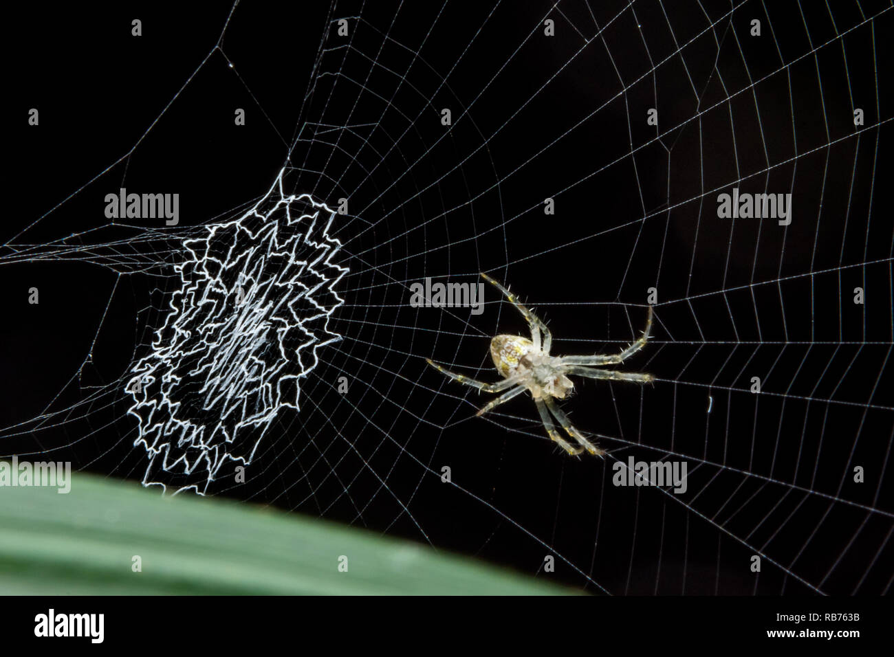 Zig zag web hi-res stock photography and images - Alamy