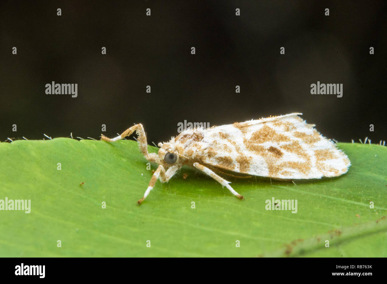 Close up moth detail hi-res stock photography and images - Alamy