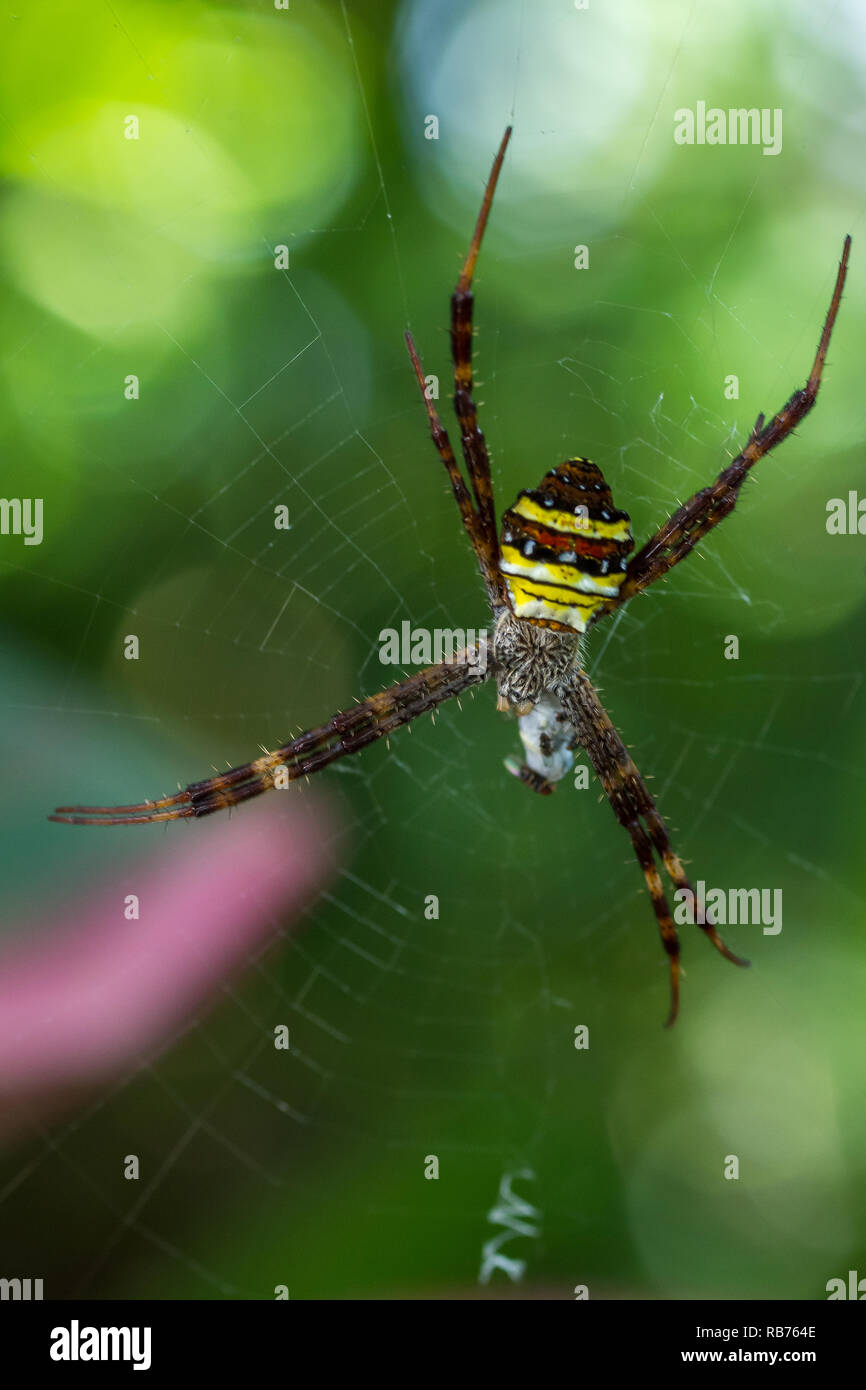 Cross spiders hi-res stock photography and images - Alamy
