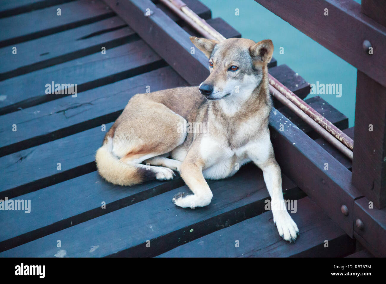 Stray mixed breed brown white color street dog lying on wooden bridge ...