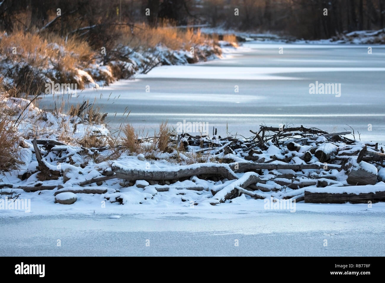 Beaver dam across frozen stream in winter Stock Photo - Alamy