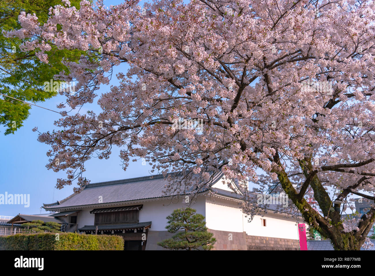 Sunpu Castle Tatsumi-Yagura with Cherry blossom, Shizuoka, Japan Stock ...