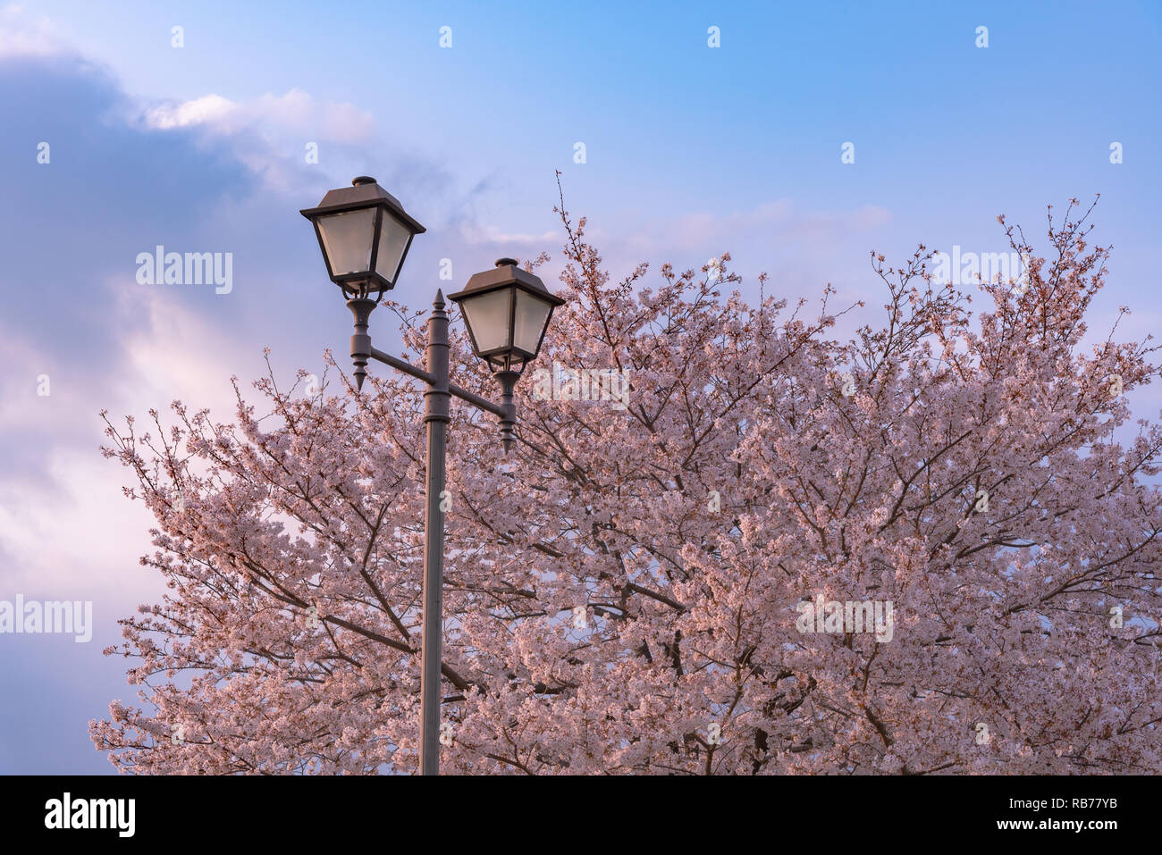 Hanami season hi-res stock photography and images - Alamy