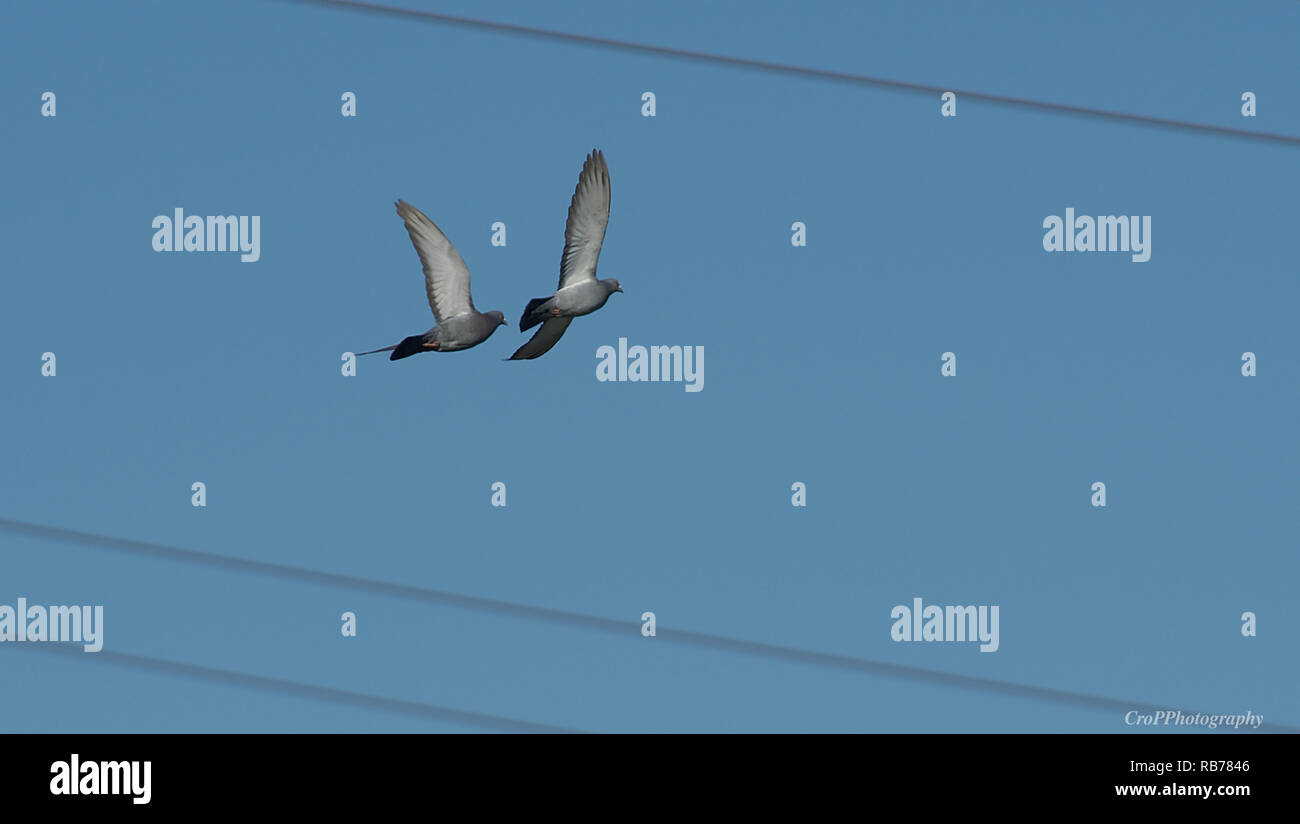 Pigeons flying through power lines Stock Photo - Alamy