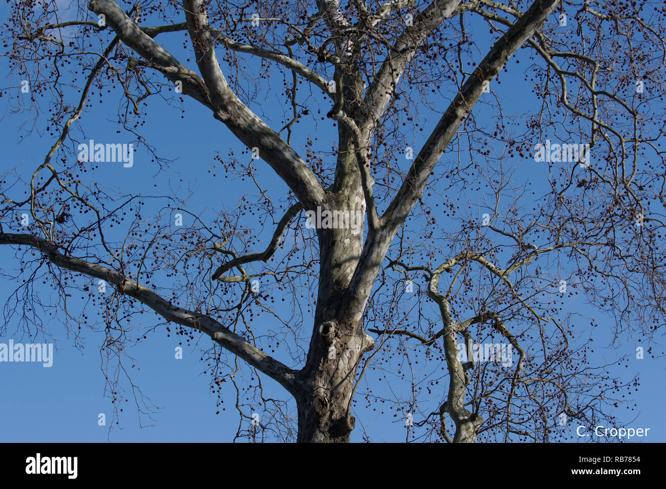 top of Sycamore tree in the winter against blue sky Stock Photo - Alamy