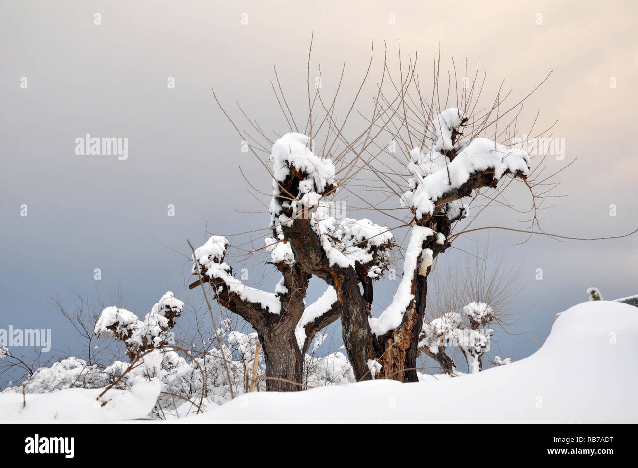 Snowy mulberry trees hi-res stock photography and images - Alamy