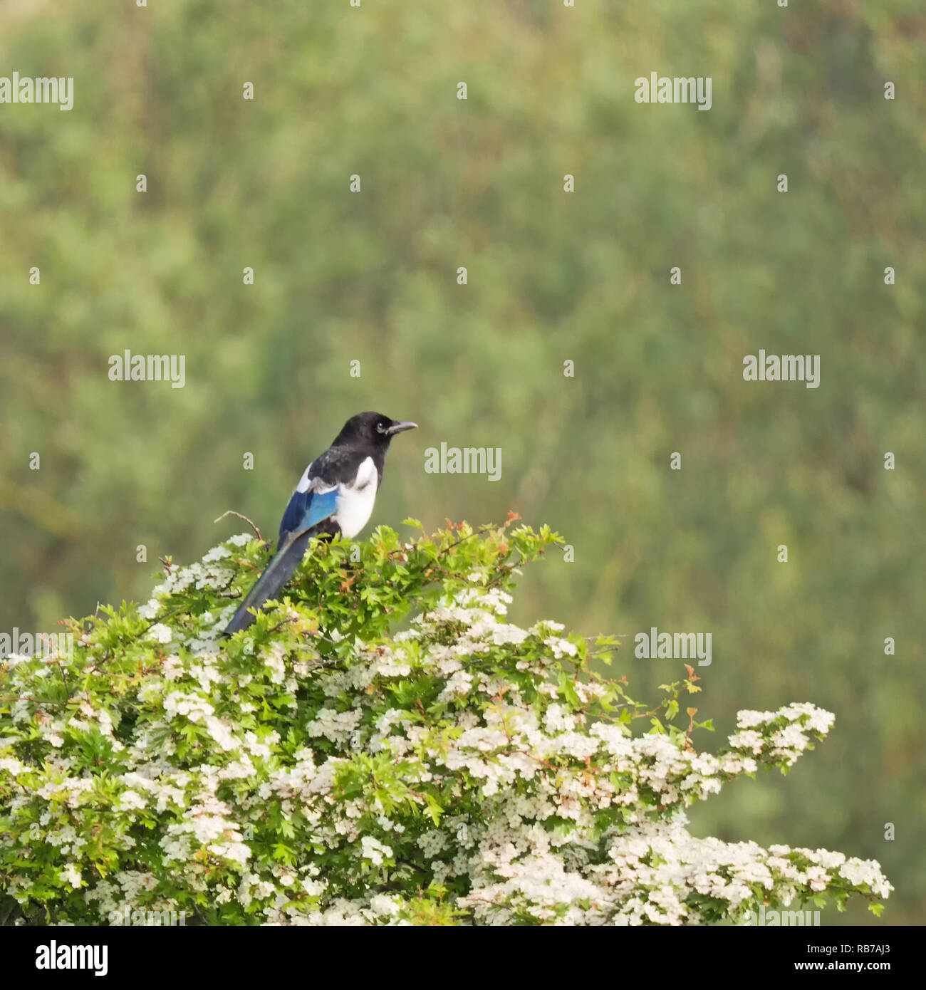Magpie and water hi-res stock photography and images - Alamy