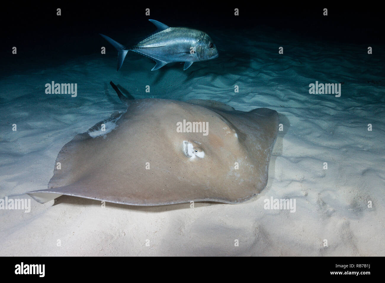 Pink Whipray at Night, Pateobatis fai, Indian Ocean, Maldives Stock ...