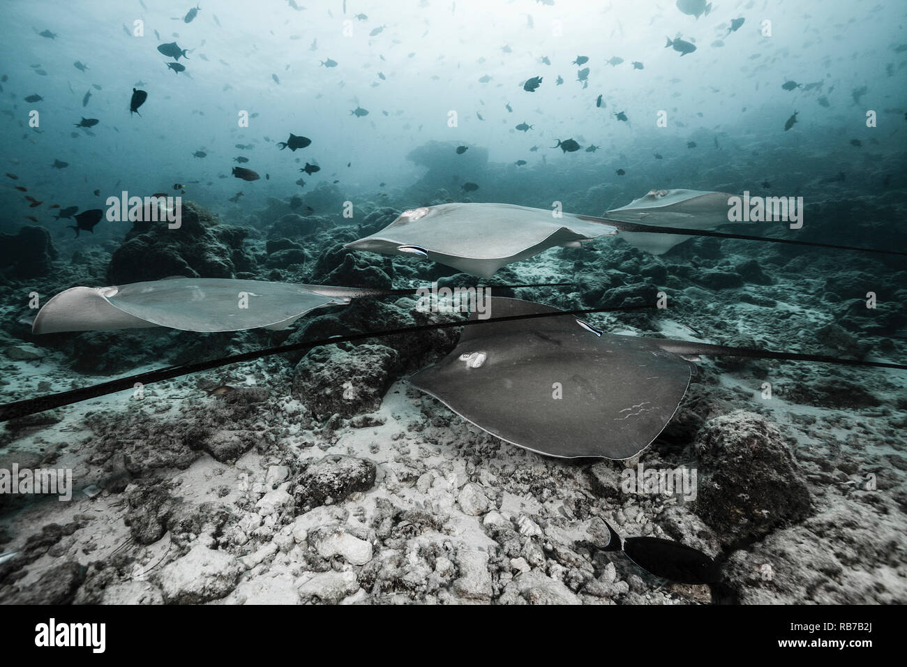 Group of Pink Whipray, Pateobatis fai, Indian Ocean, Maldives Stock ...