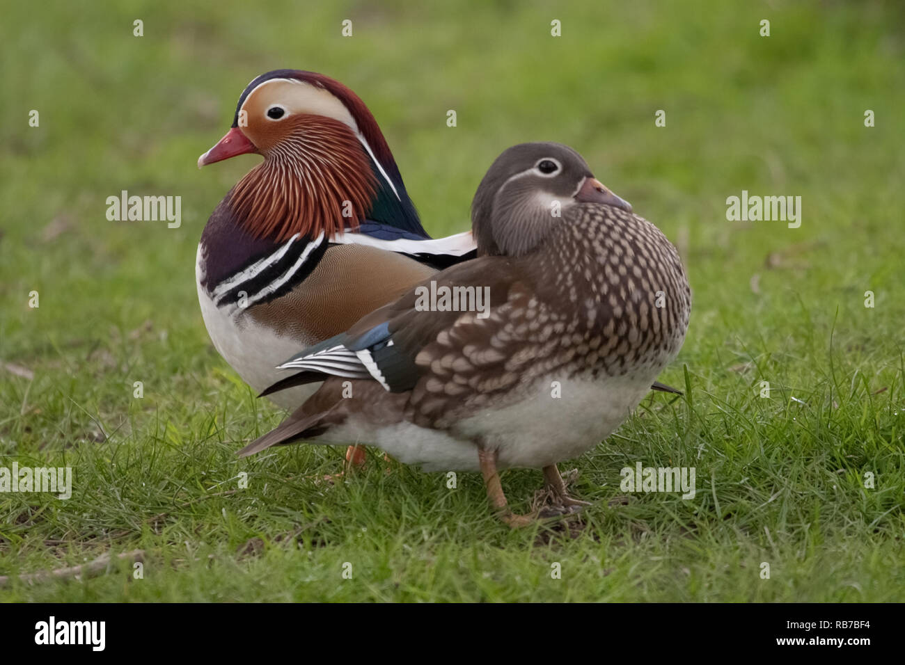 Mrs duck hi-res stock photography and images - Alamy