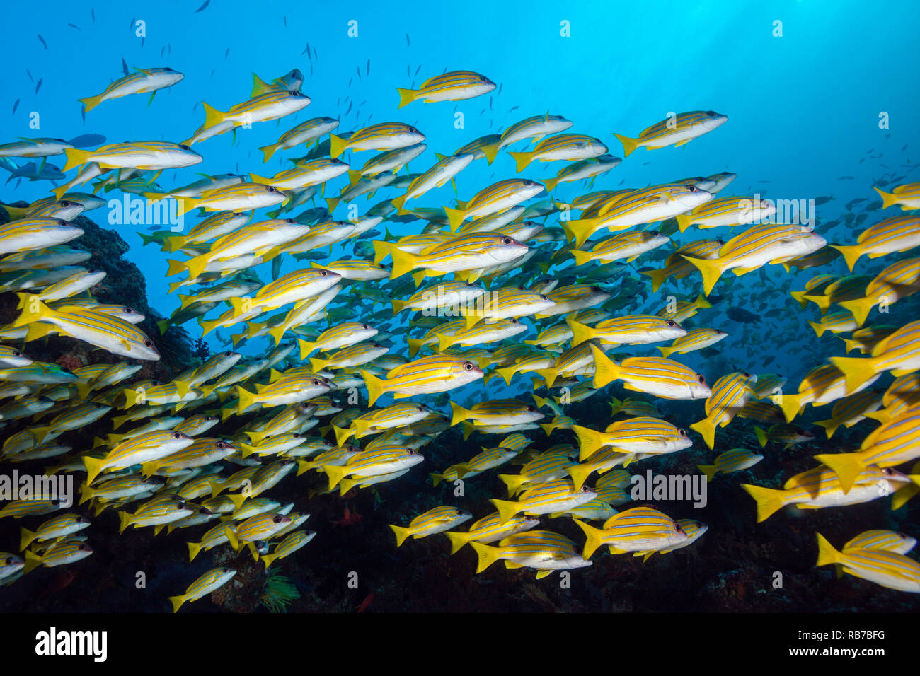 Shoal of Bluestripe Snapper, Lutjanus kasmira, Indian Ocean, Maldives ...
